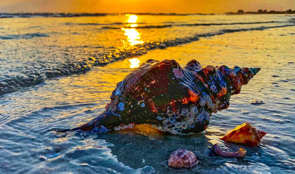 Sanibel Shell Show Photo Contest – Best Pixel Design