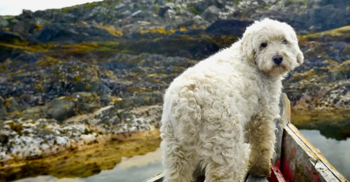 The Rise of the Yaghan, Indigenous People of Tierra del Fuego Once Dec ...